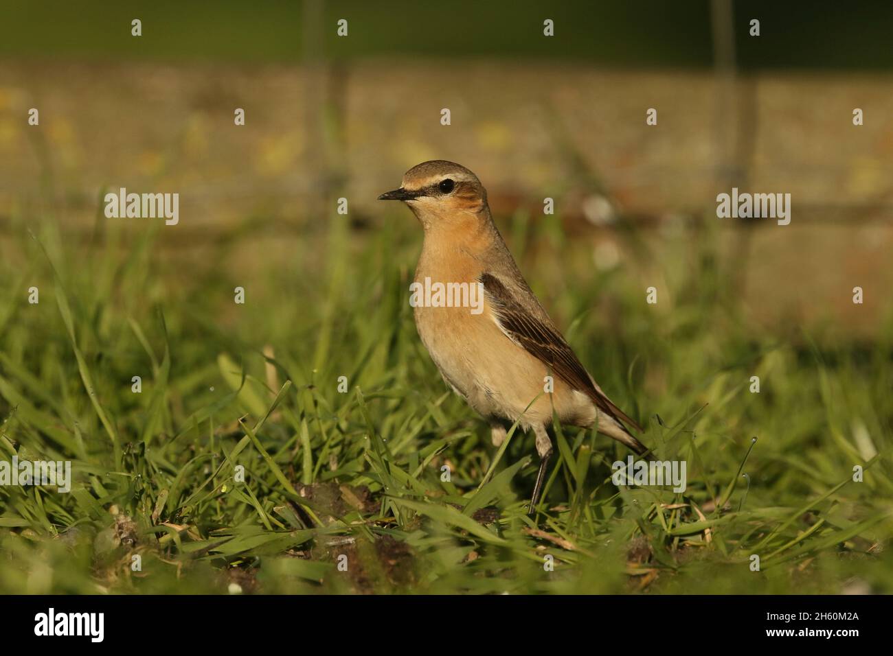 Greenland wheatear in the uk hi-res stock photography and images - Alamy