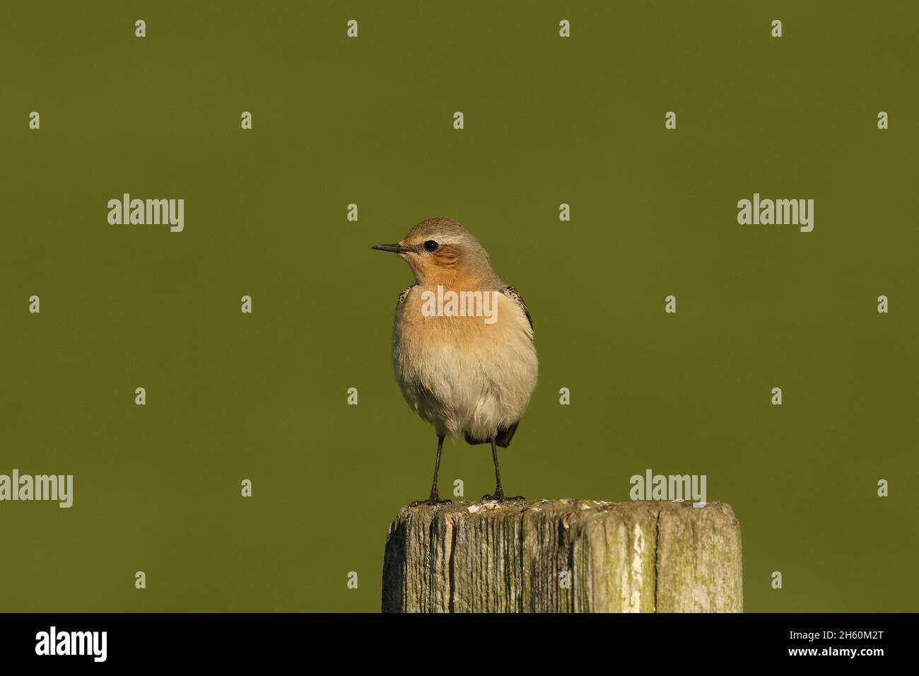 A female northern wheatear feeding up pre continuing her migration to ...
