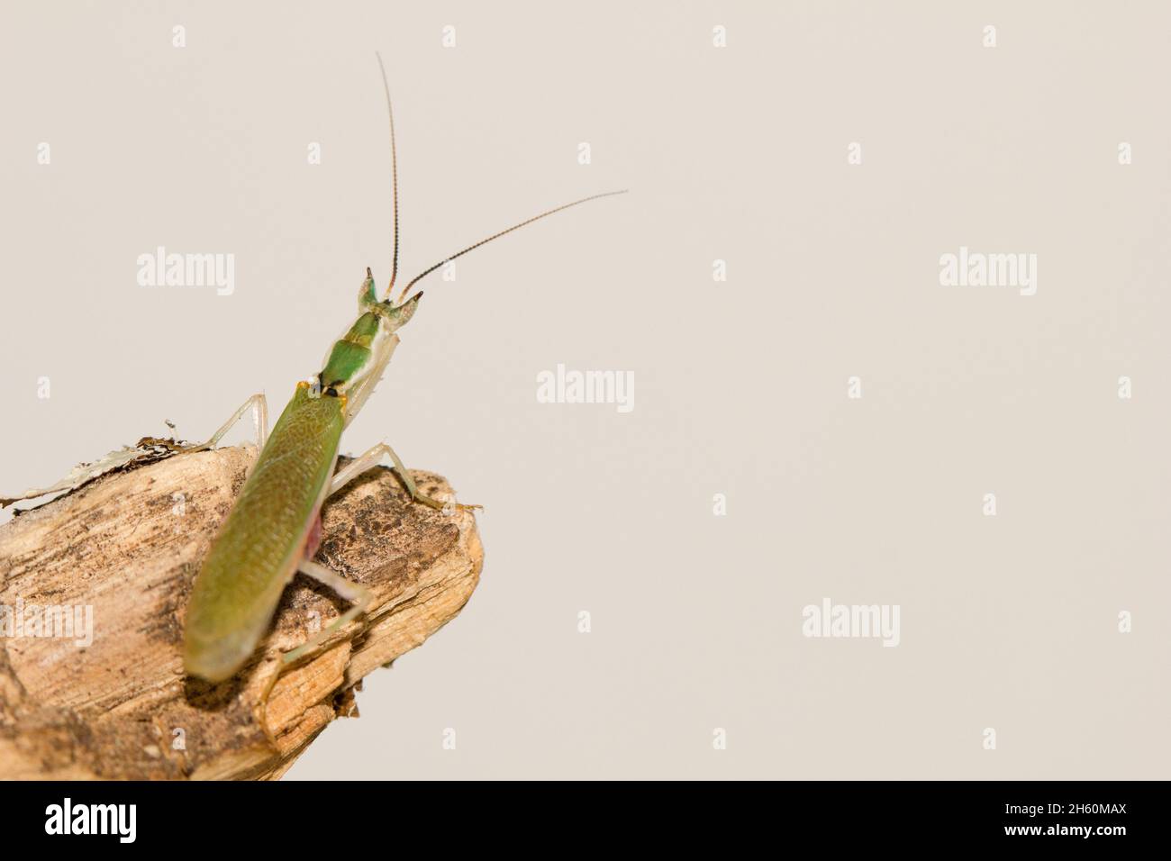 Gambian spotted eye flower mantis (Pseudoharpax Stock Photo - Alamy