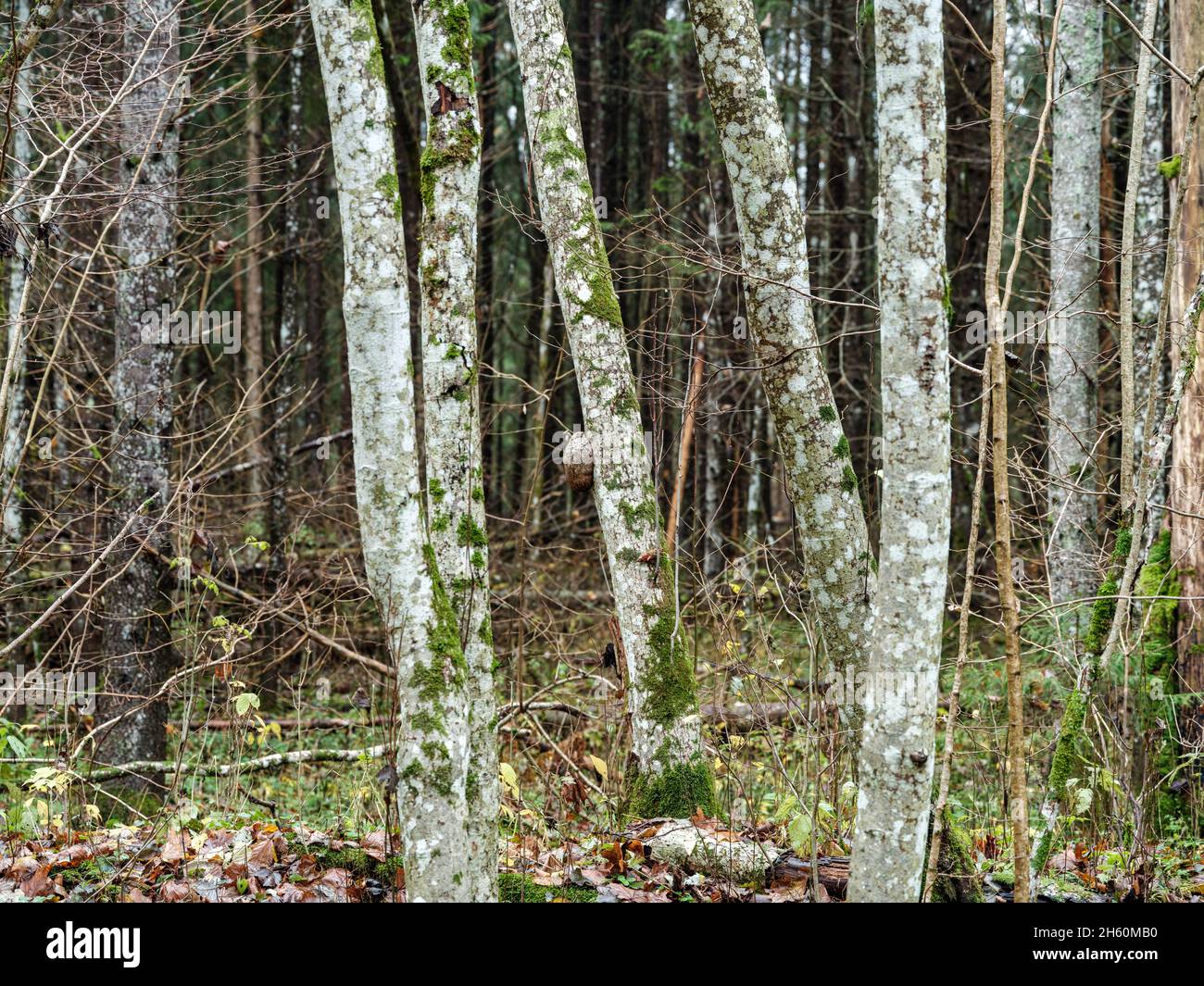 abstract tree trunk texture wall in natural forest with old leaves on ...