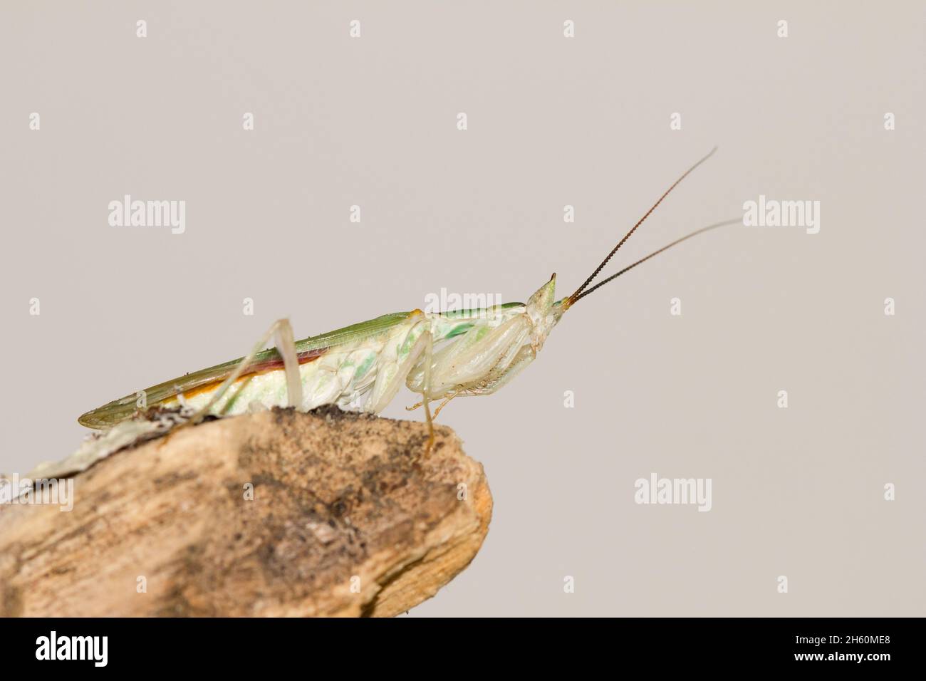 Gambian spotted eye flower mantis (Pseudoharpax Stock Photo - Alamy
