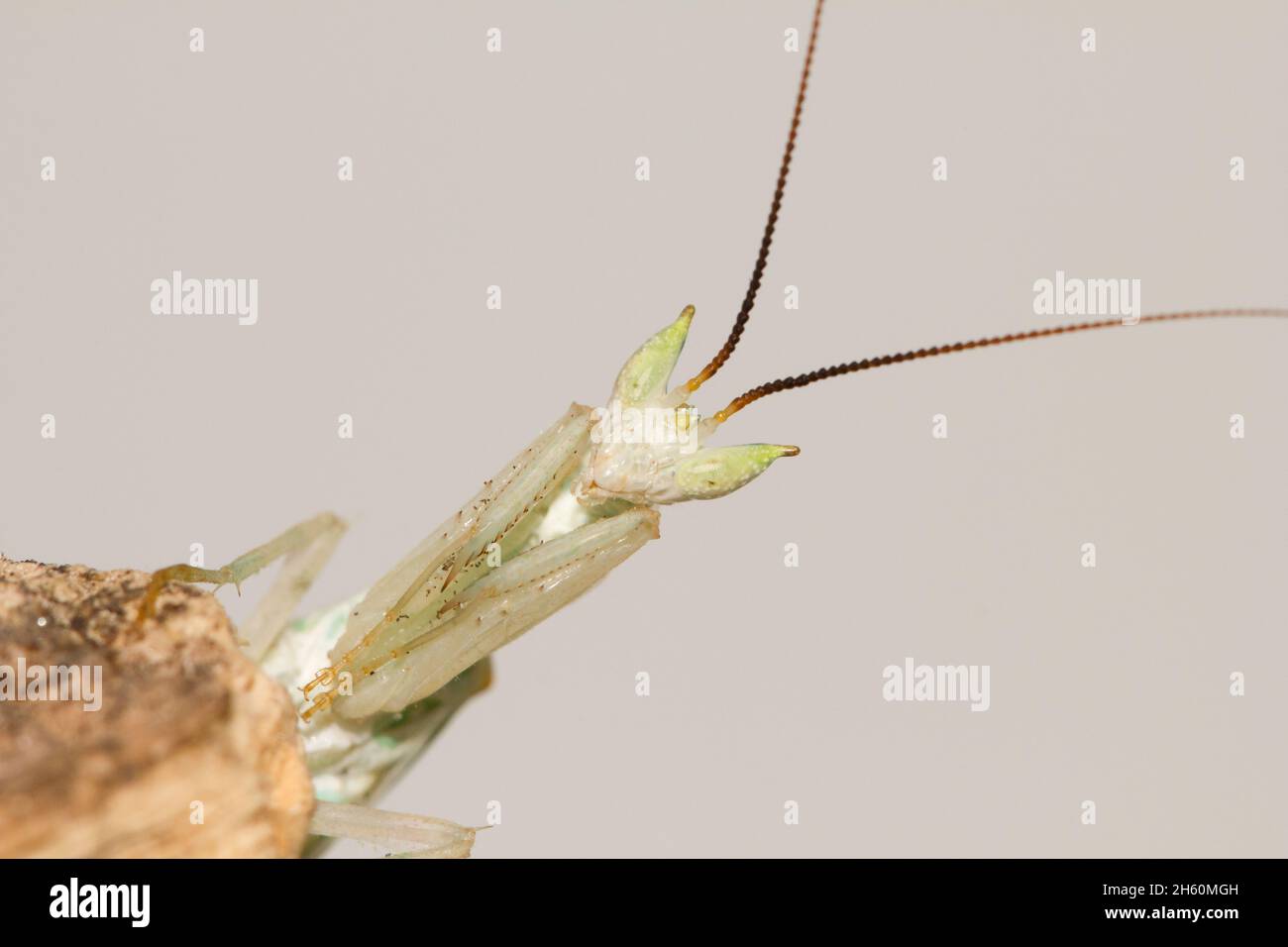 Gambian spotted eye flower mantis (Pseudoharpax Stock Photo - Alamy