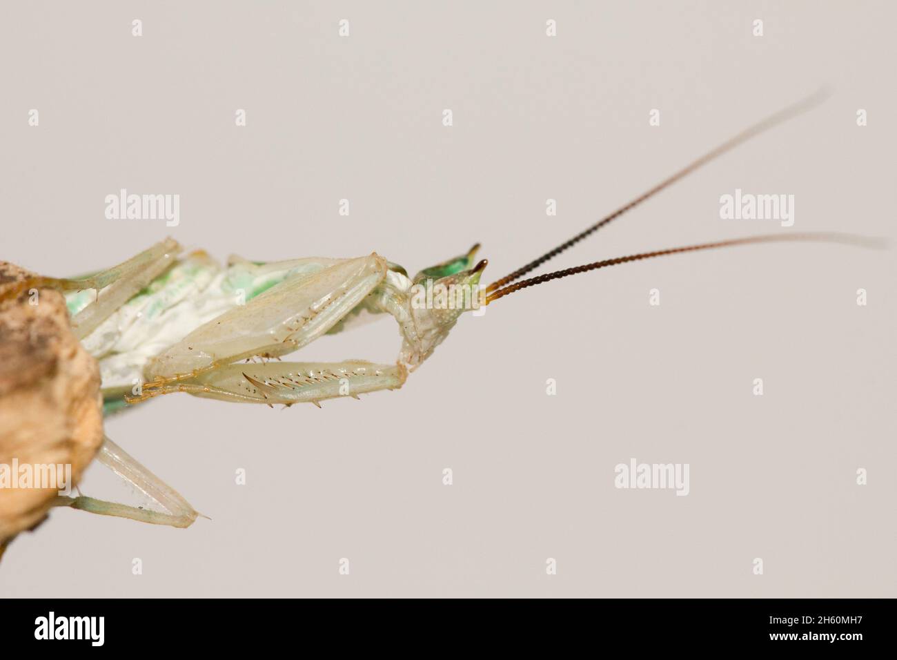 Gambian spotted eye flower mantis (Pseudoharpax Stock Photo - Alamy