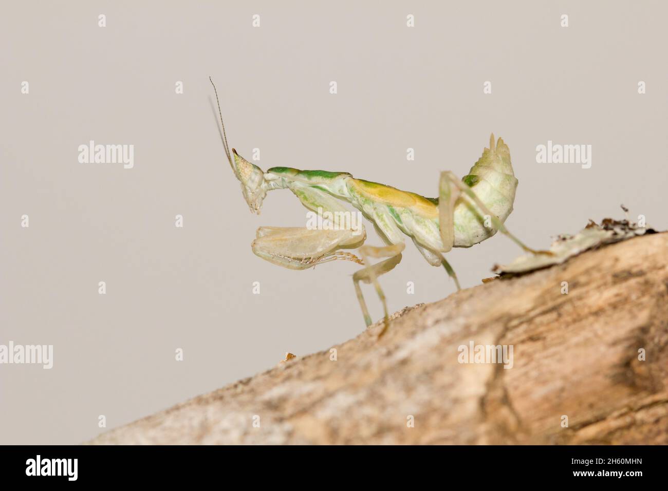 Spotted eye hi-res stock photography and images - Alamy