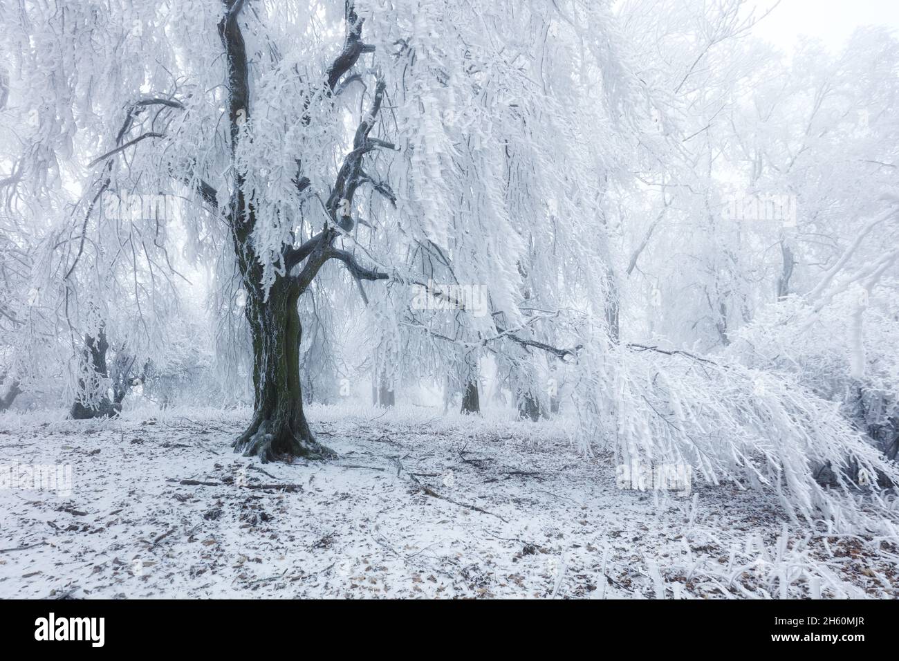 Winter in frost forest with tree and snow Stock Photo - Alamy