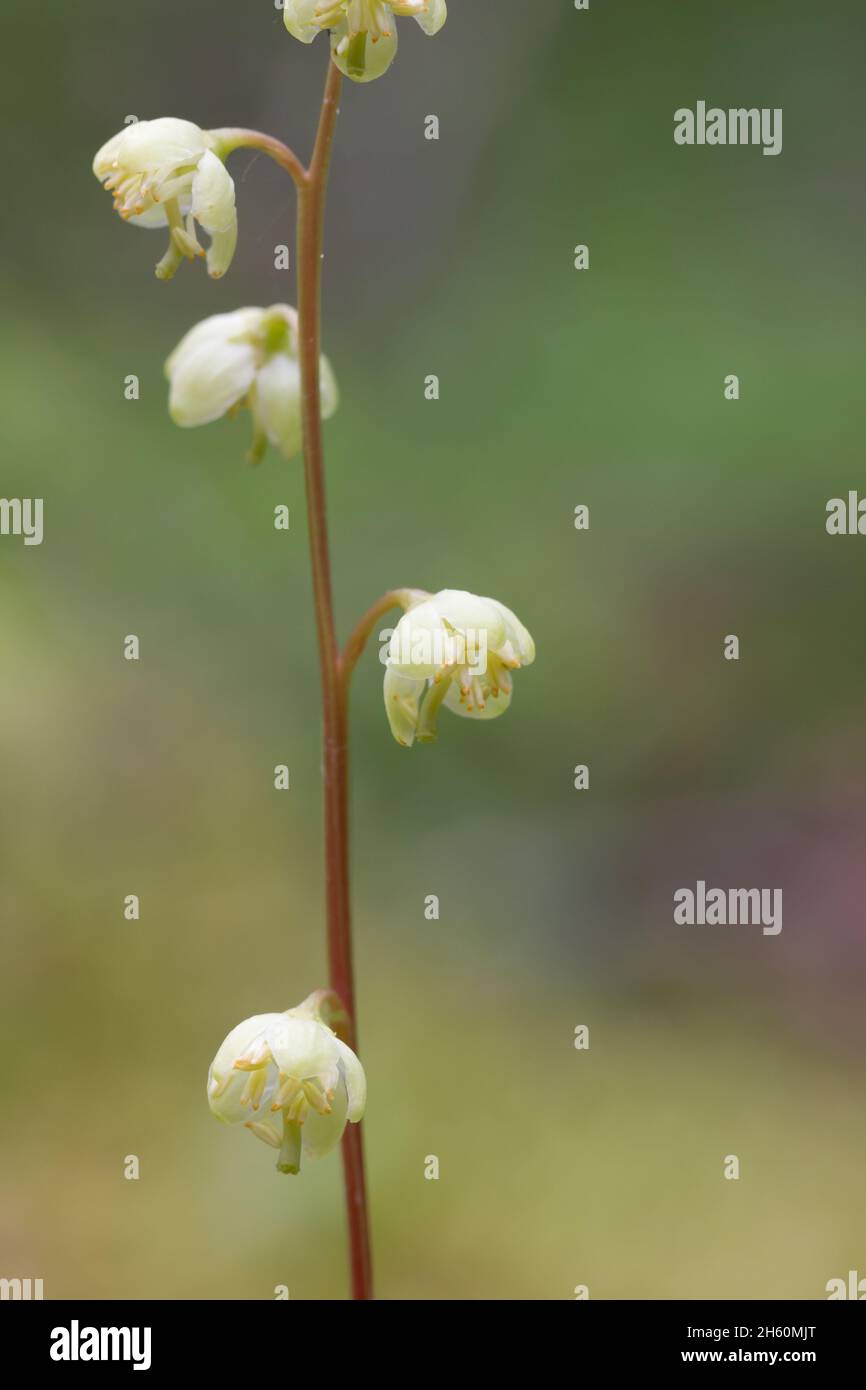 Pyrola chlorantha hi-res stock photography and images - Alamy