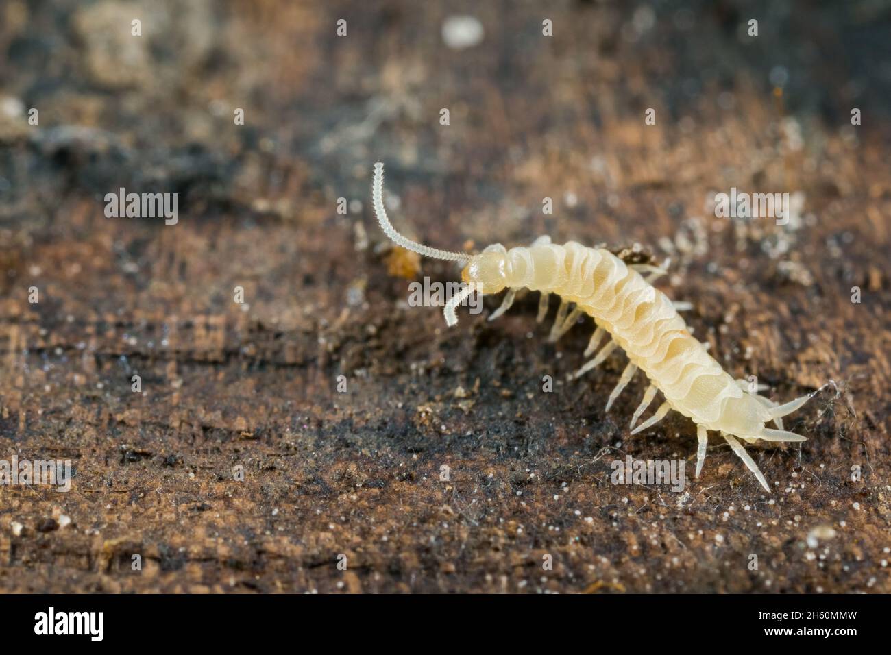 Symphyla hi-res stock photography and images - Alamy