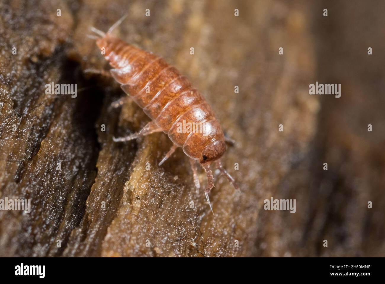 Common pygmy woodlouse (Trichoniscus pusillus Stock Photo - Alamy