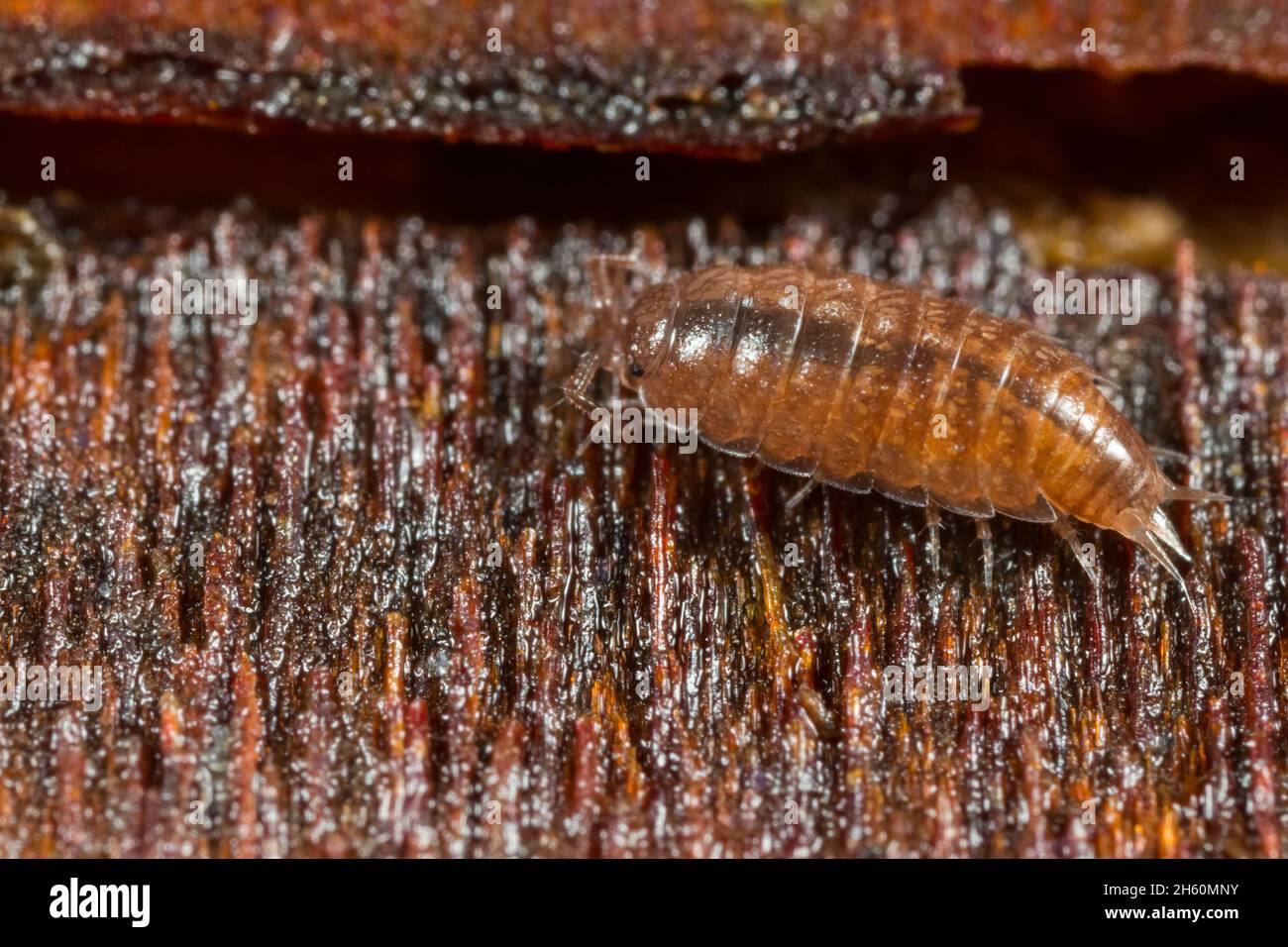 Common pygmy woodlouse (Trichoniscus pusillus Stock Photo - Alamy