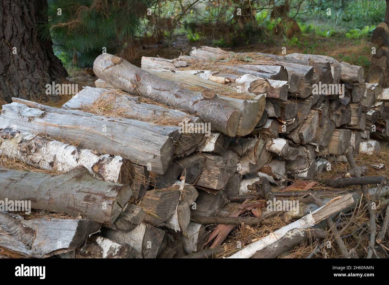 pile of logs Stock Photo - Alamy