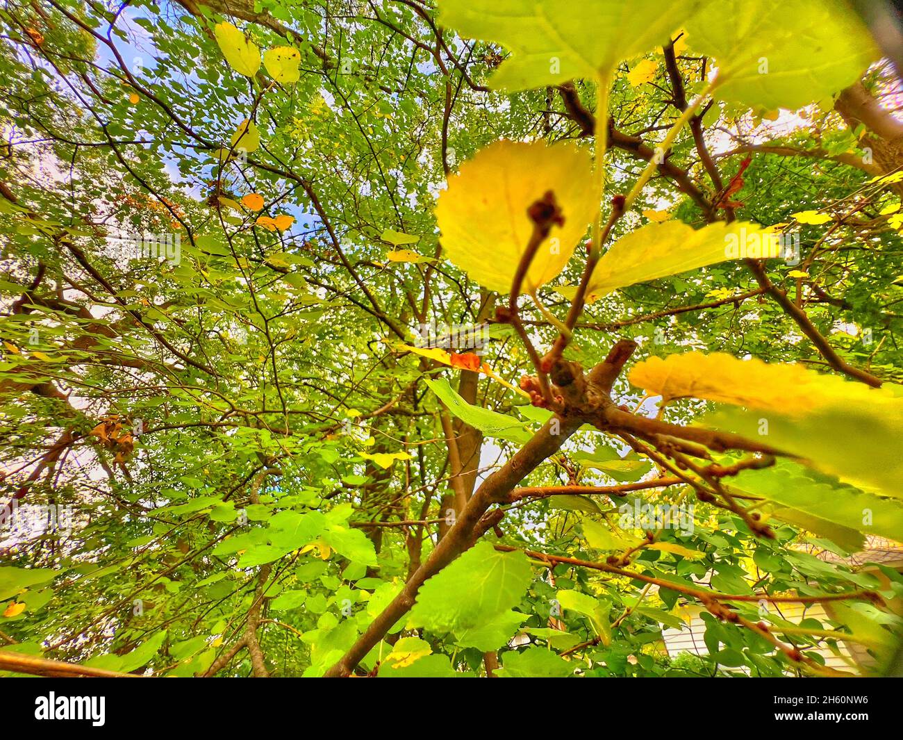 Tree branches with green foliage Stock Photo - Alamy