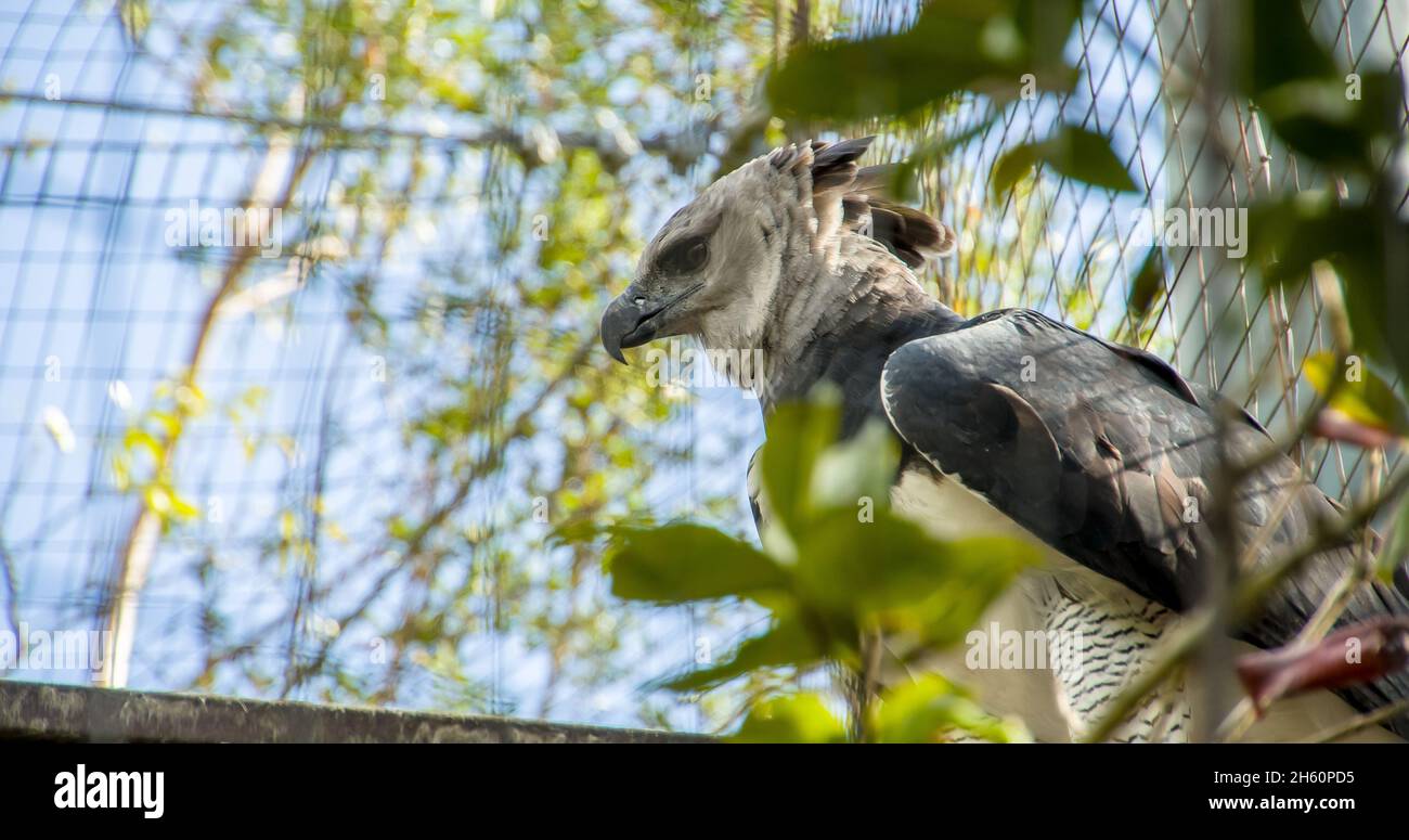 Harpy eagle flying hi-res stock photography and images - Alamy