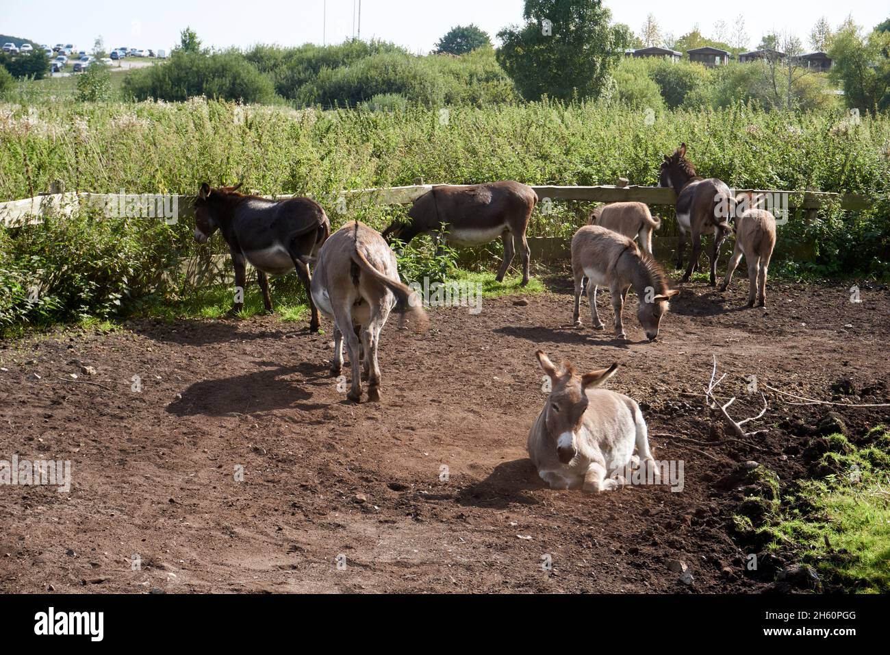 Donkeys plow hi-res stock photography and images - Alamy