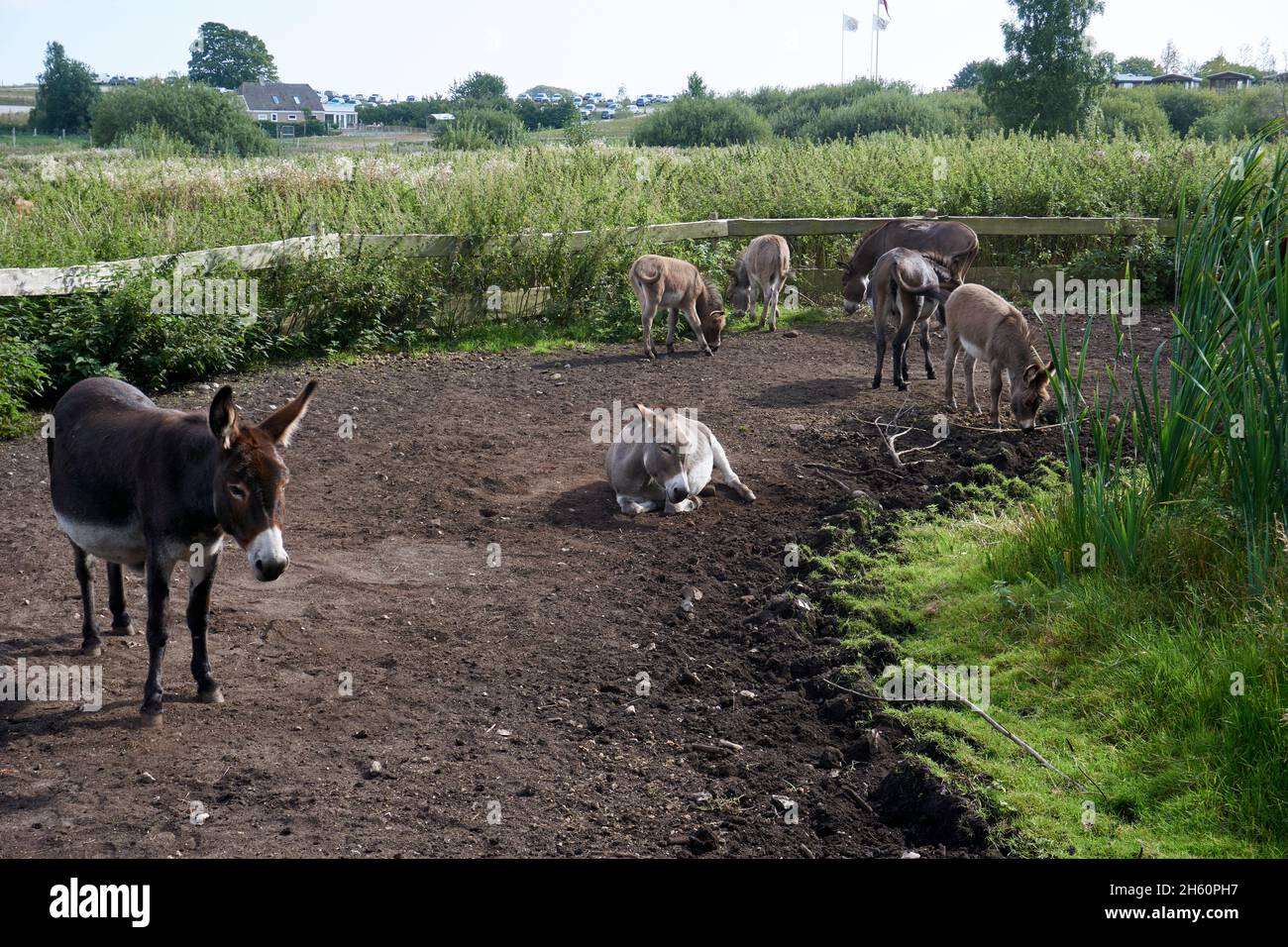 Donkeys plow hi-res stock photography and images - Alamy