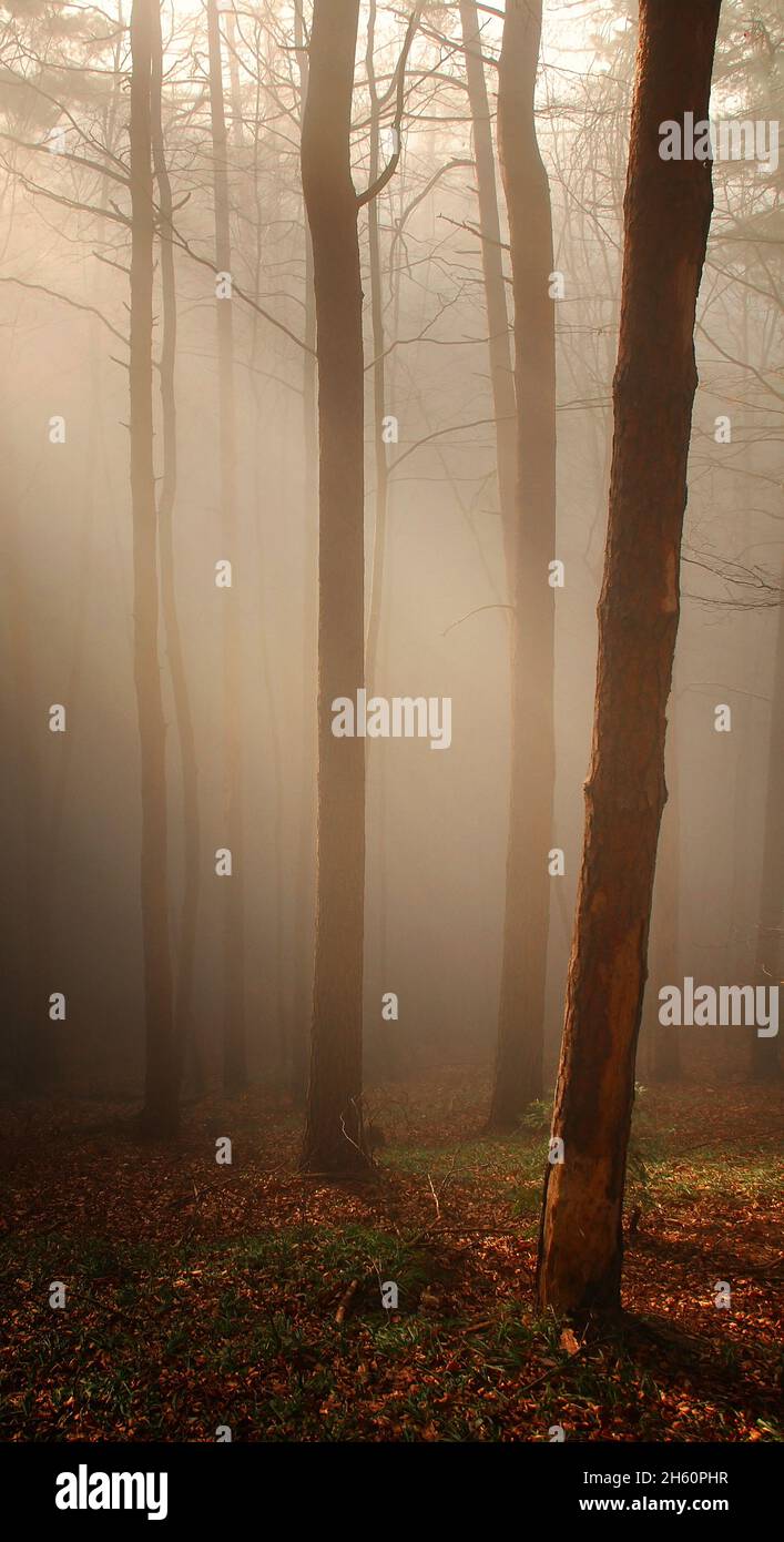 autumn, trees, woods, colors, outside, outdoor, beautiful, romania ...