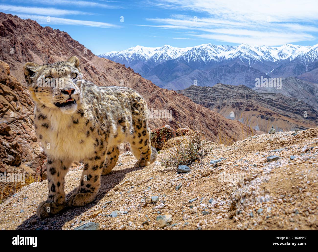 A rare 130-pound snow leopard looking up in surprise at a camera trap ...