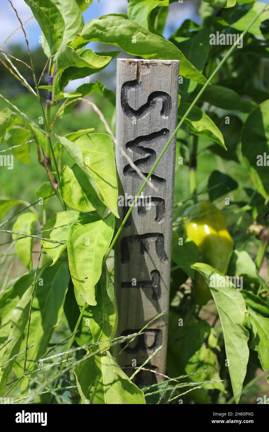 Wooden sign for Sweet Basil in the sunny summer herb garden Stock Photo ...