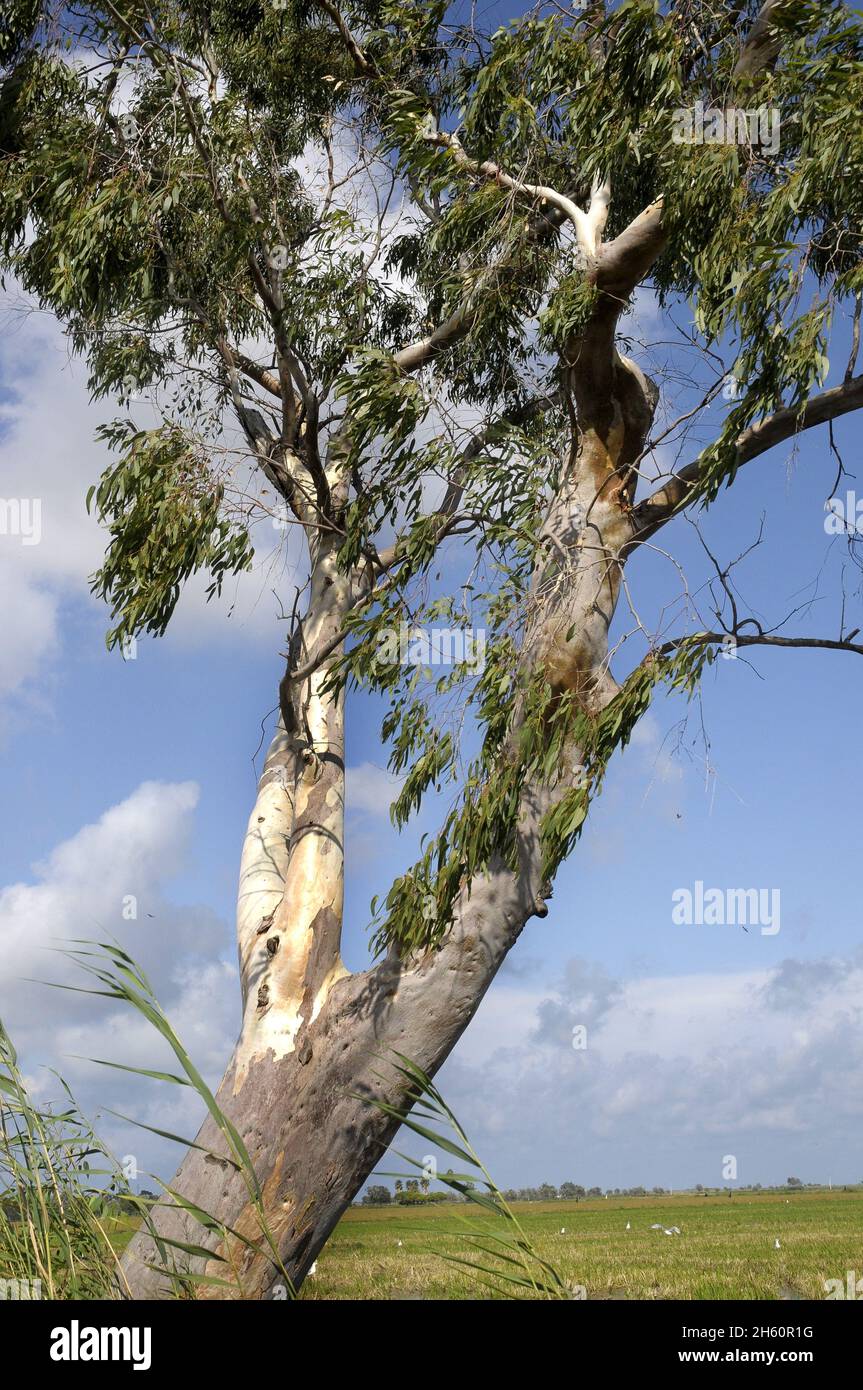 eucalyptus tree, Eucalyptus, medicinal plants, pyrophytic perennials ...