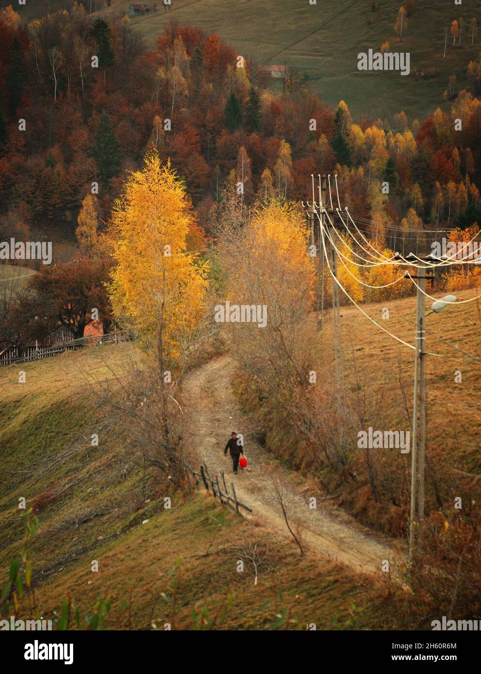 autumn, trees, woods, colors, outside, outdoor, beautiful, romania ...