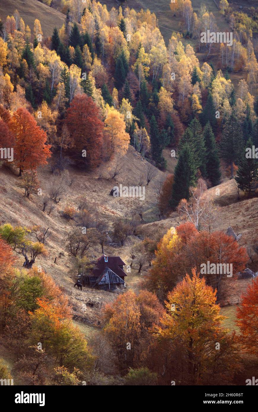autumn, trees, woods, colors, outside, outdoor, beautiful, romania ...