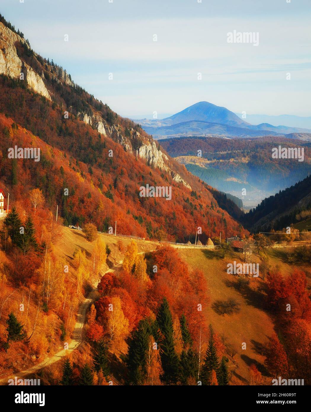 autumn, trees, woods, colors, outside, outdoor, beautiful, romania ...