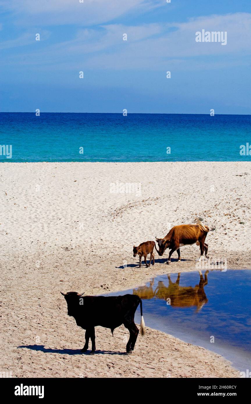 Bull at the beach of saleccia hi-res stock photography and images - Alamy