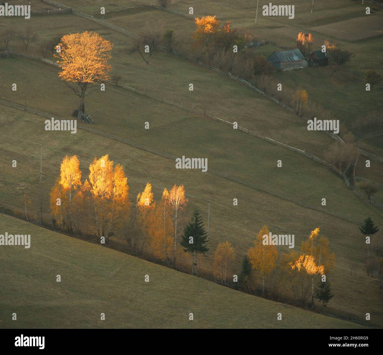 autumn, trees, woods, colors, outside, outdoor, beautiful, romania ...