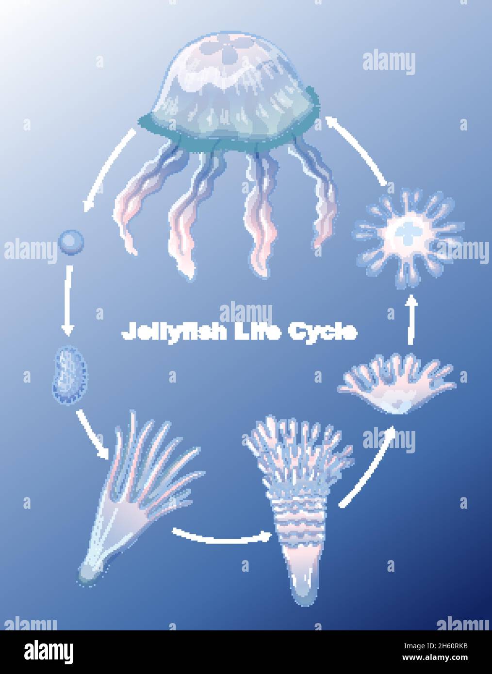 Explain The Jellyfish Life Cycle