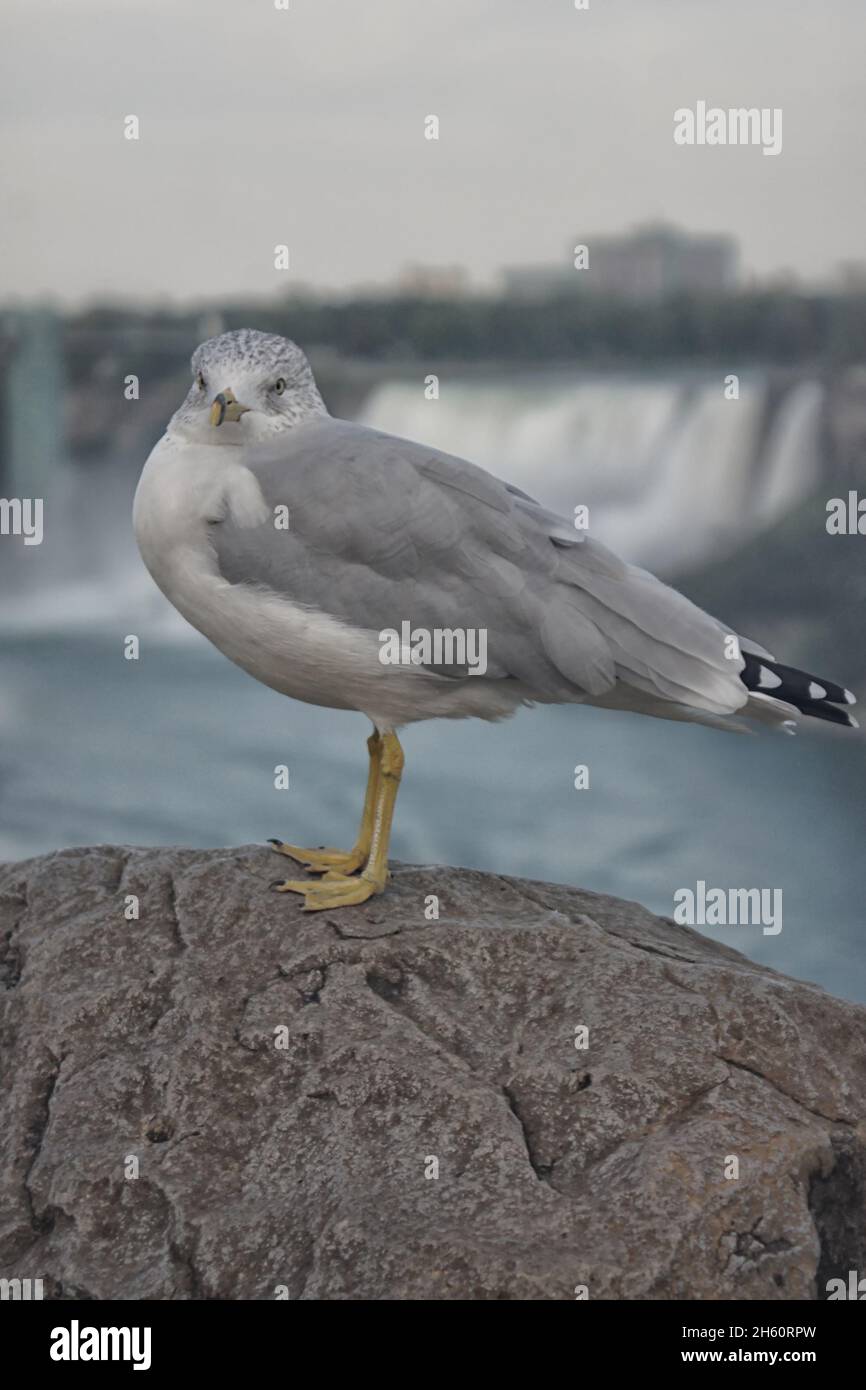 Niagara falls seagull hi-res stock photography and images - Alamy