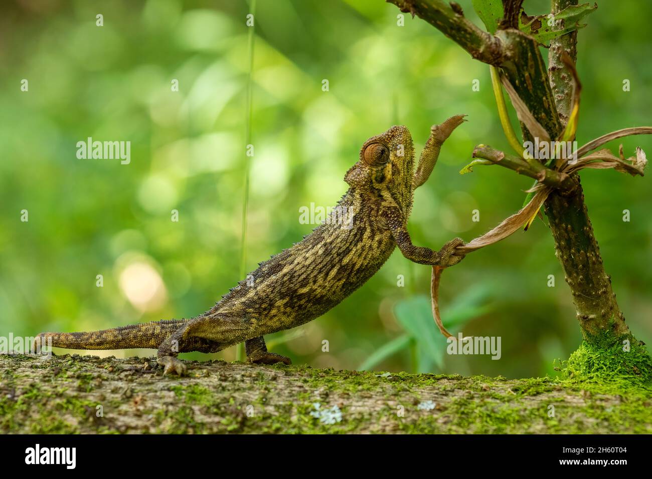 Coarse Chameleon - Trioceros rudis, beautiful colored lizard from ...