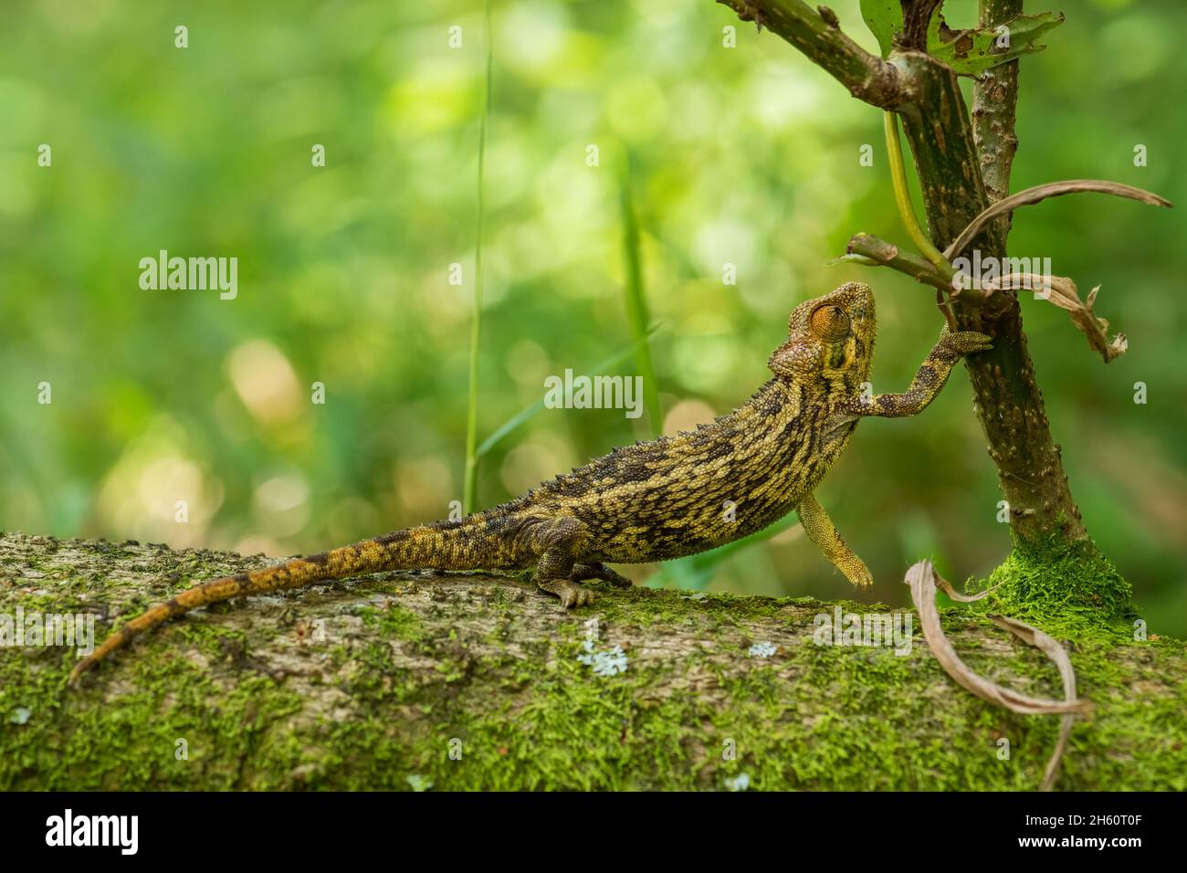 Coarse Chameleon - Trioceros rudis, beautiful colored lizard from ...
