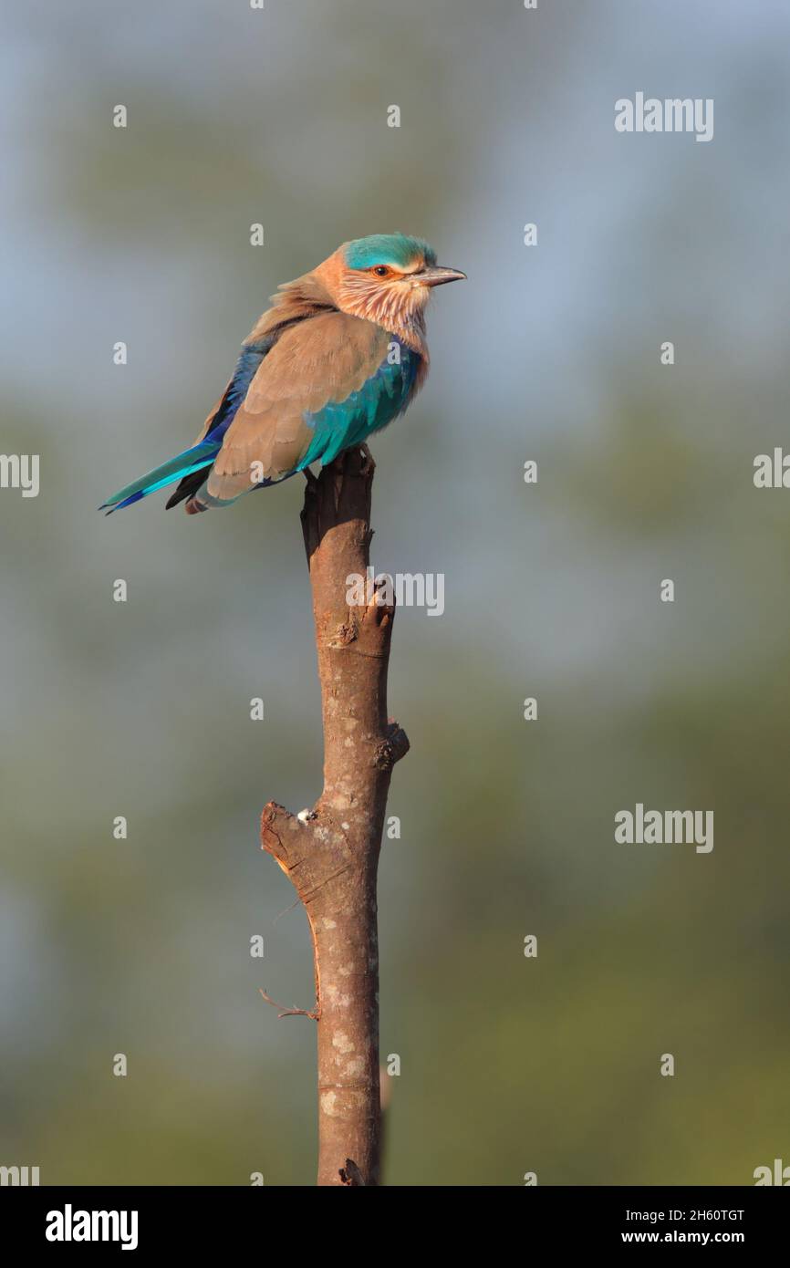 Indian roller in flight hi-res stock photography and images - Alamy