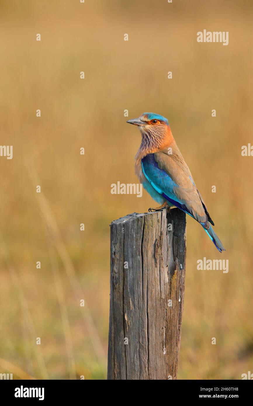 Indian roller flying hi-res stock photography and images - Alamy