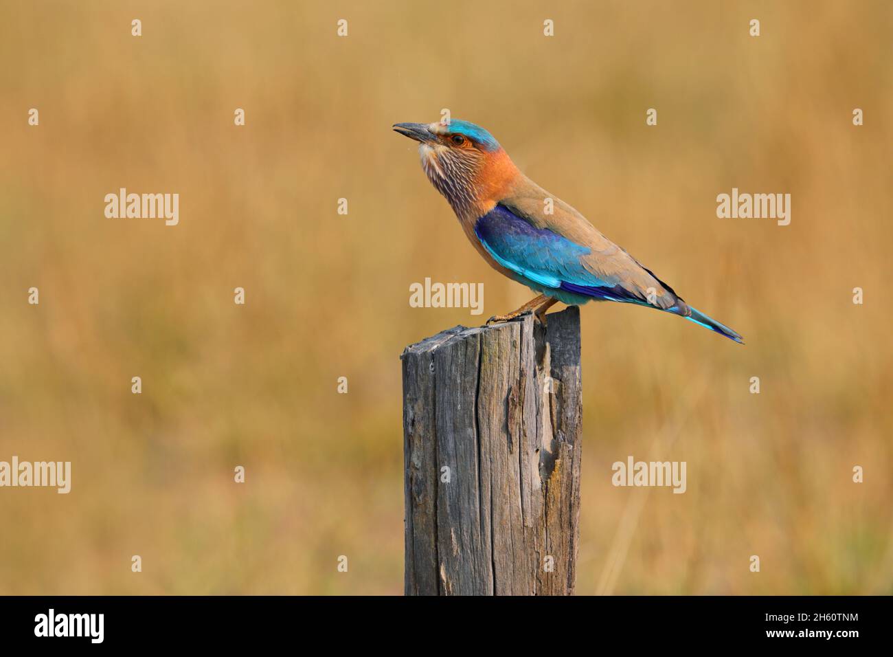 Indian roller flying hi-res stock photography and images - Alamy