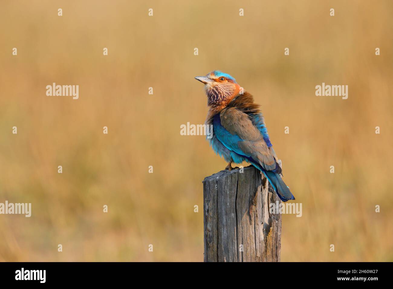 Indian roller flying hi-res stock photography and images - Alamy