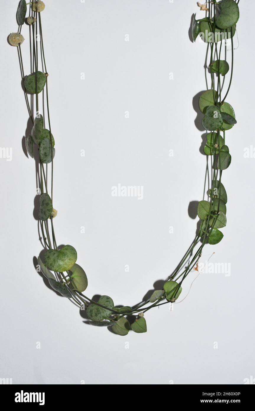 String of hearts houseplant (Ceropegia woodii) - trailing plant. Image ...