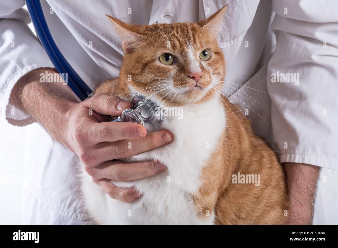 Veterinarian examining a cat with stethoscope Stock Photo - Alamy