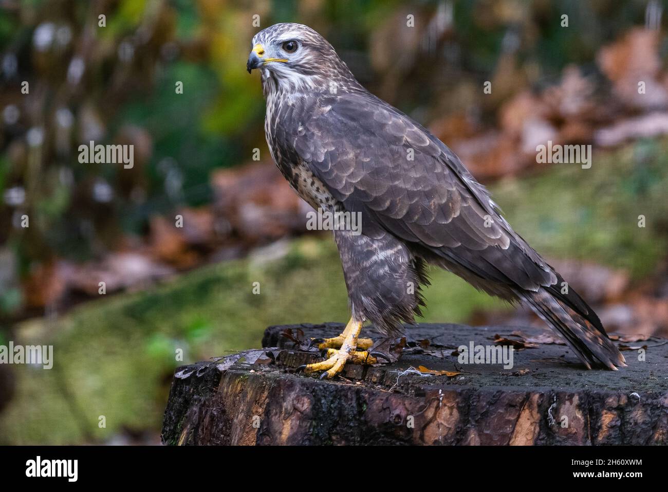 Common buzzard in the forest hi-res stock photography and images - Alamy