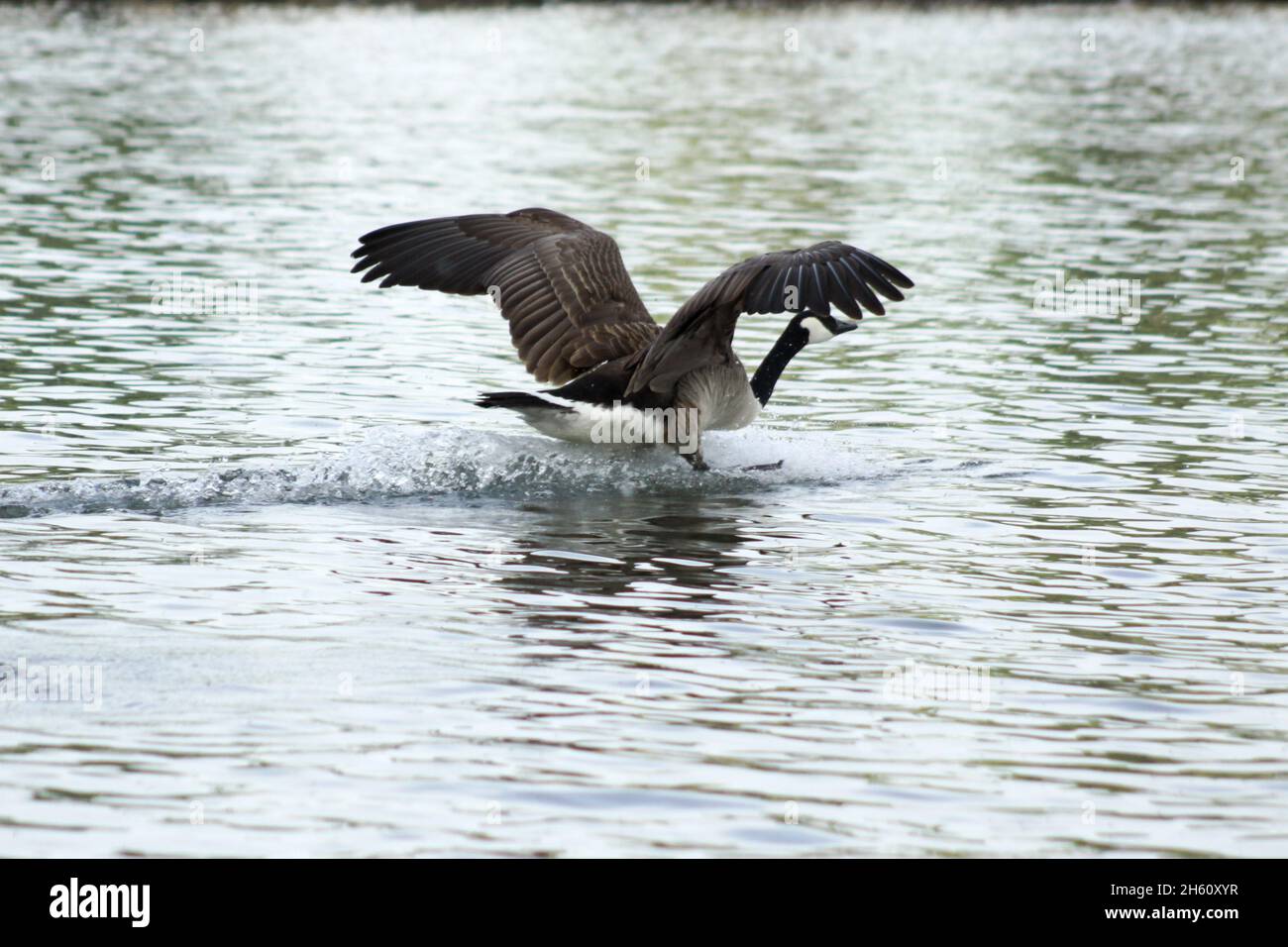 Back view of a goose on the lake Stock Photo - Alamy