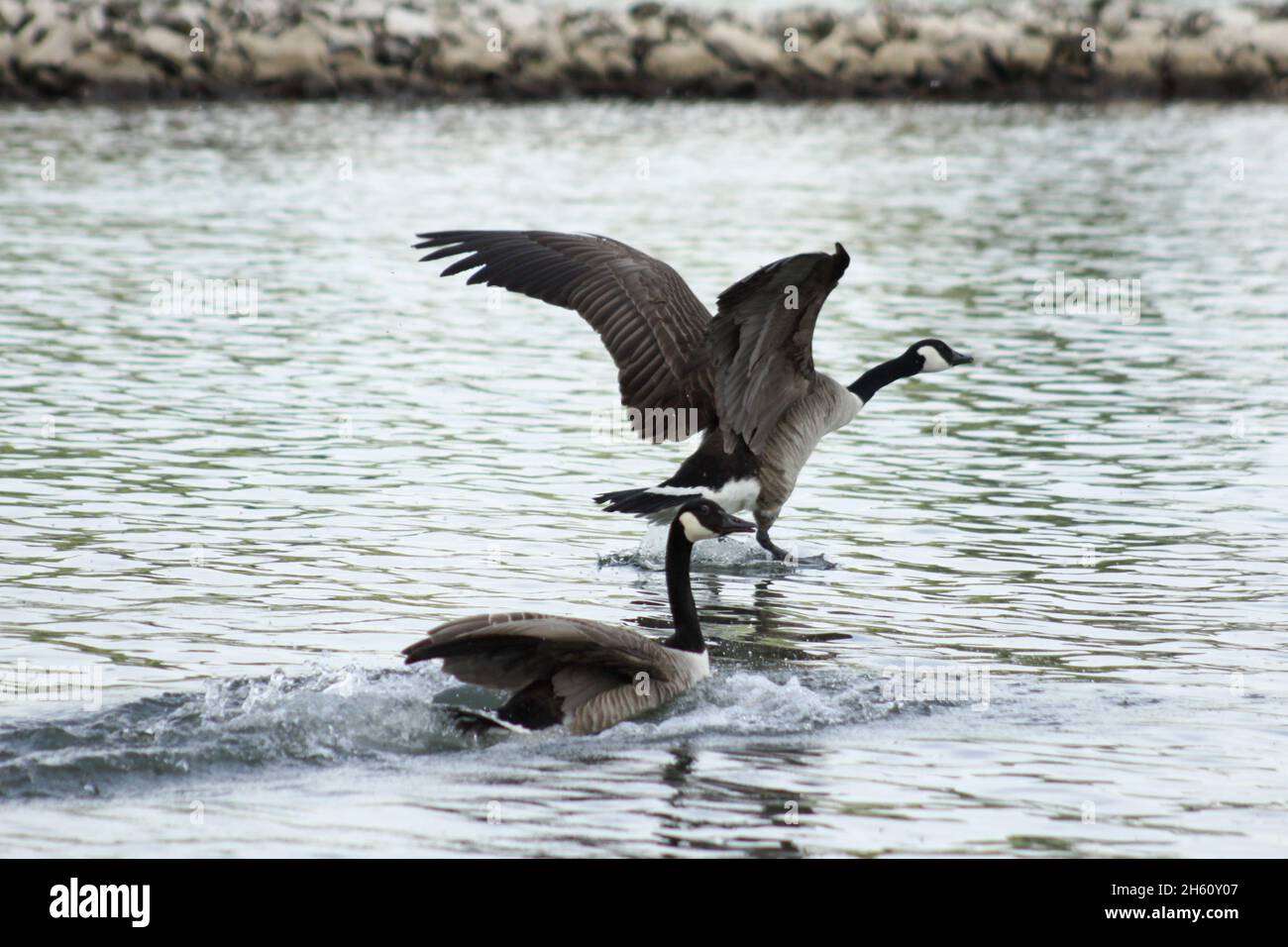 Back view of a goose on the lake Stock Photo - Alamy