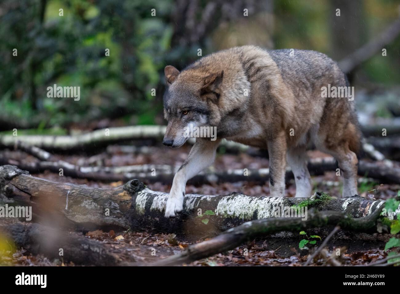 Portrait of a gray wolf in the forest Stock Photo - Alamy