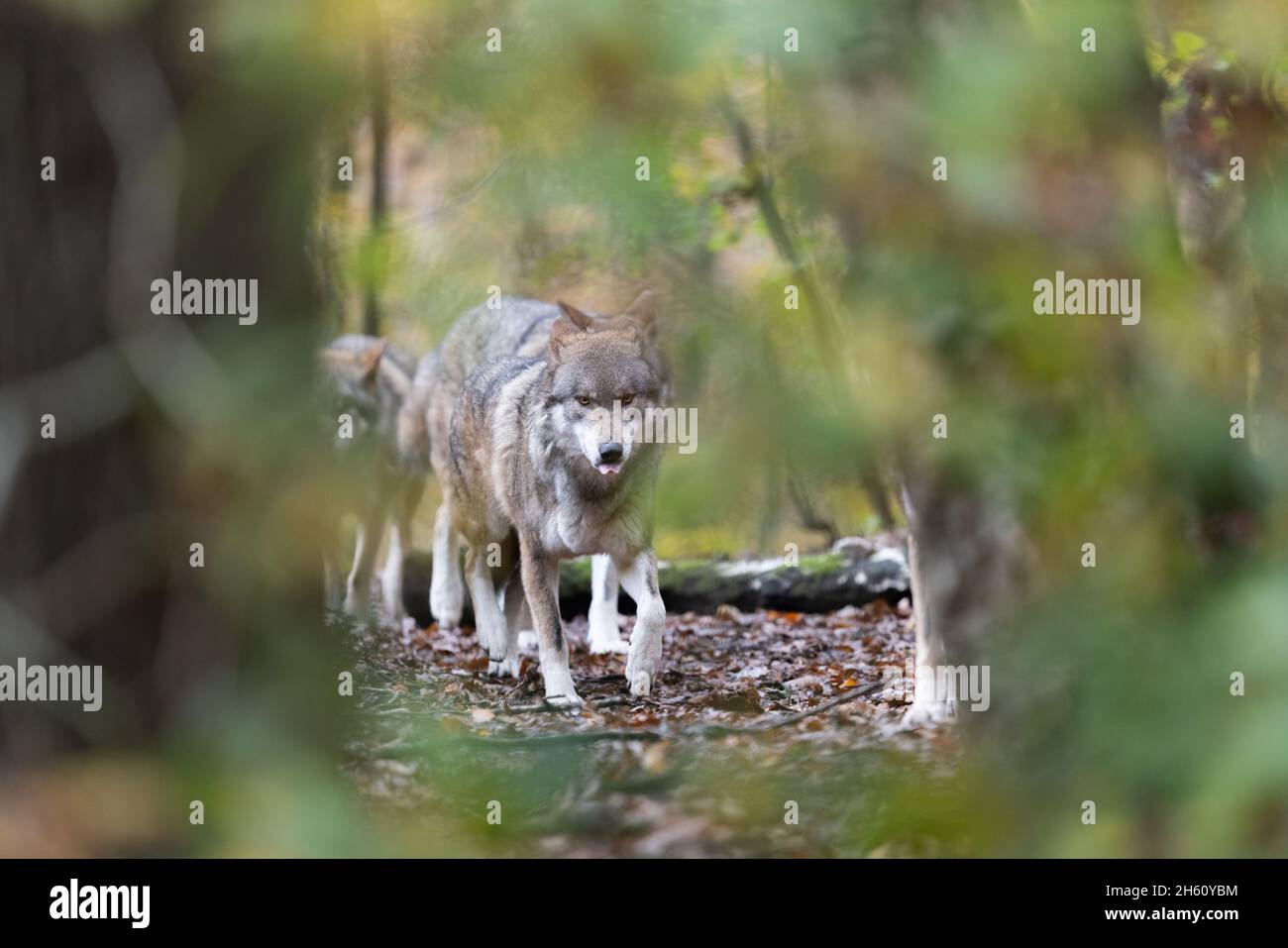 Portrait of a gray wolf in the forest Stock Photo - Alamy