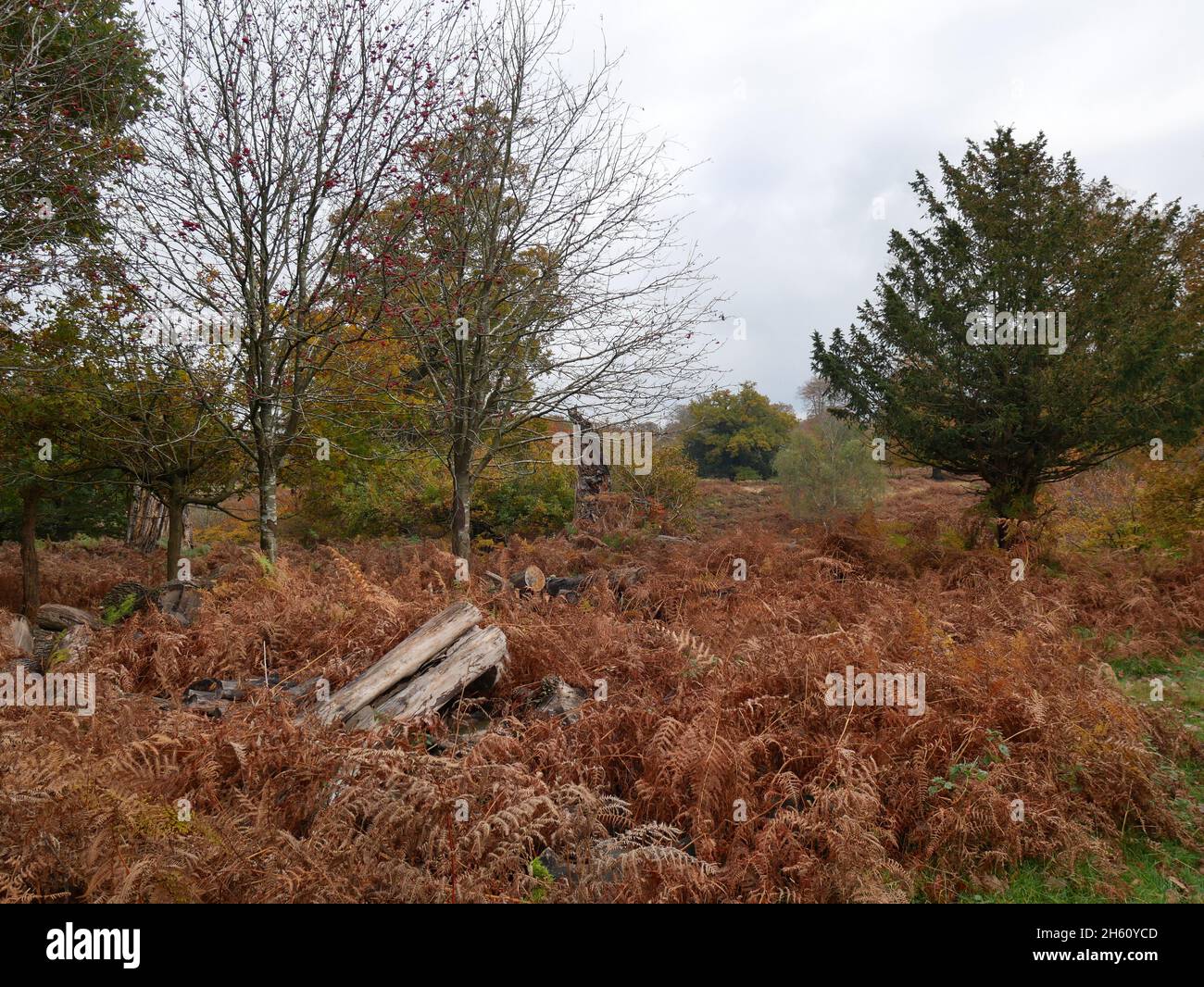 Knowle house hi-res stock photography and images - Alamy