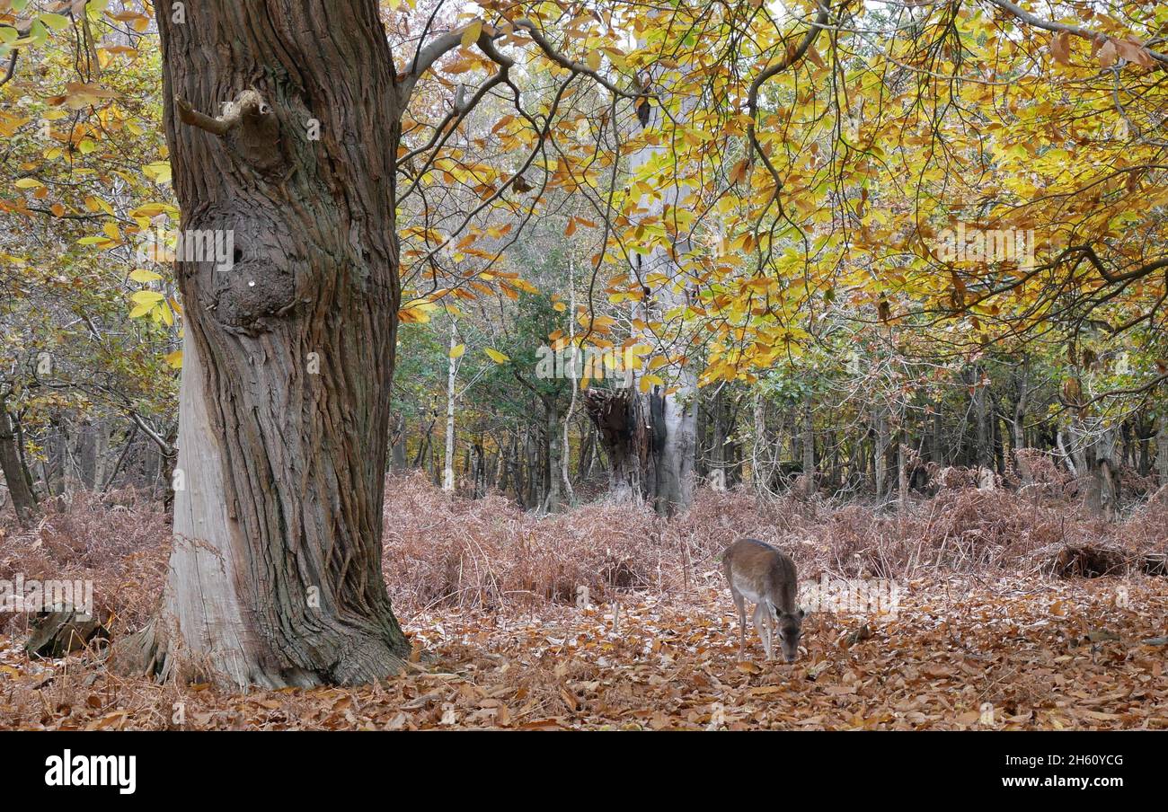 Knowle house hi-res stock photography and images - Alamy
