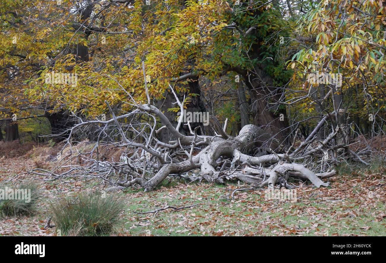 Knowle house kent hi-res stock photography and images - Alamy