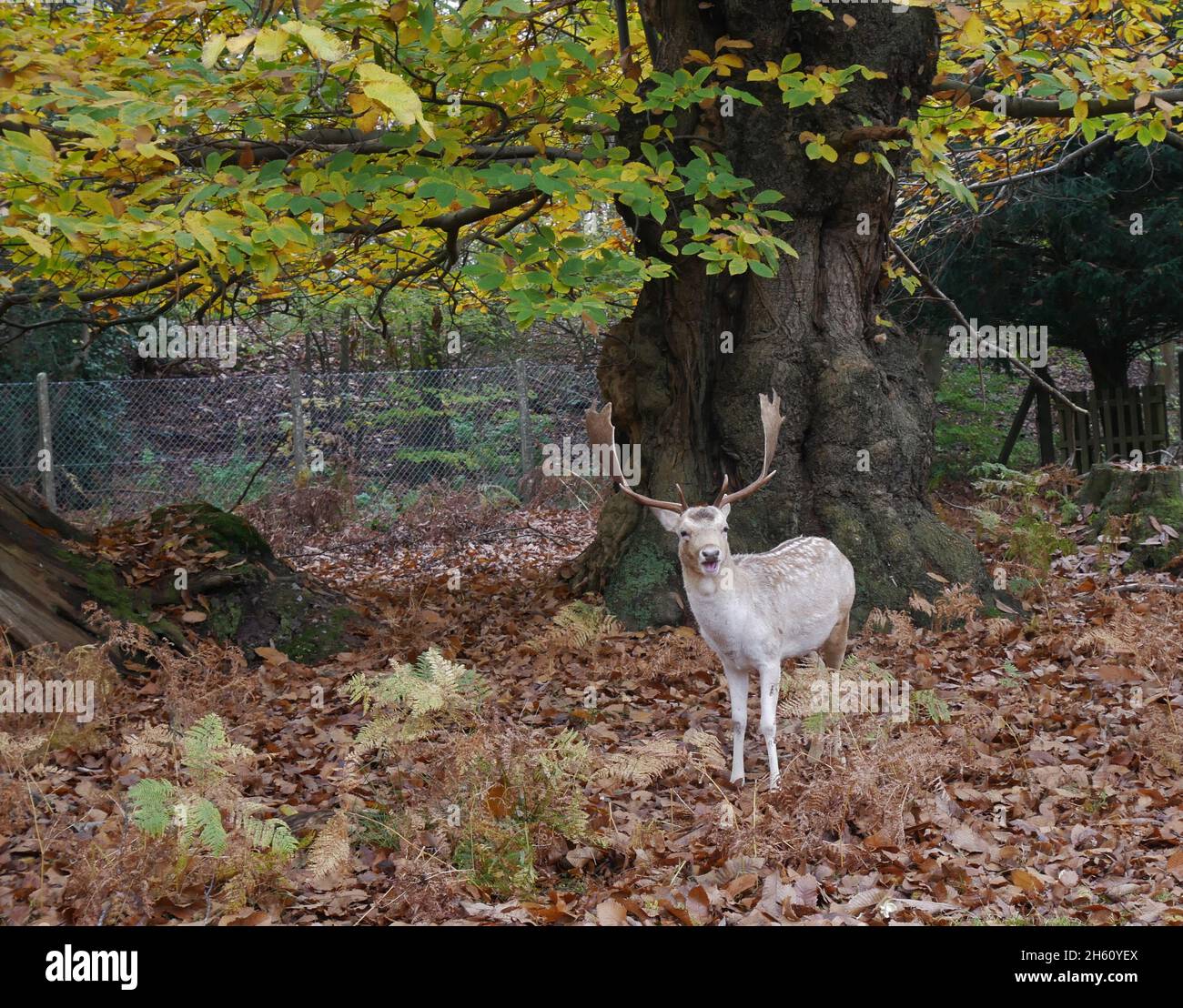 Knowle house kent hi-res stock photography and images - Alamy