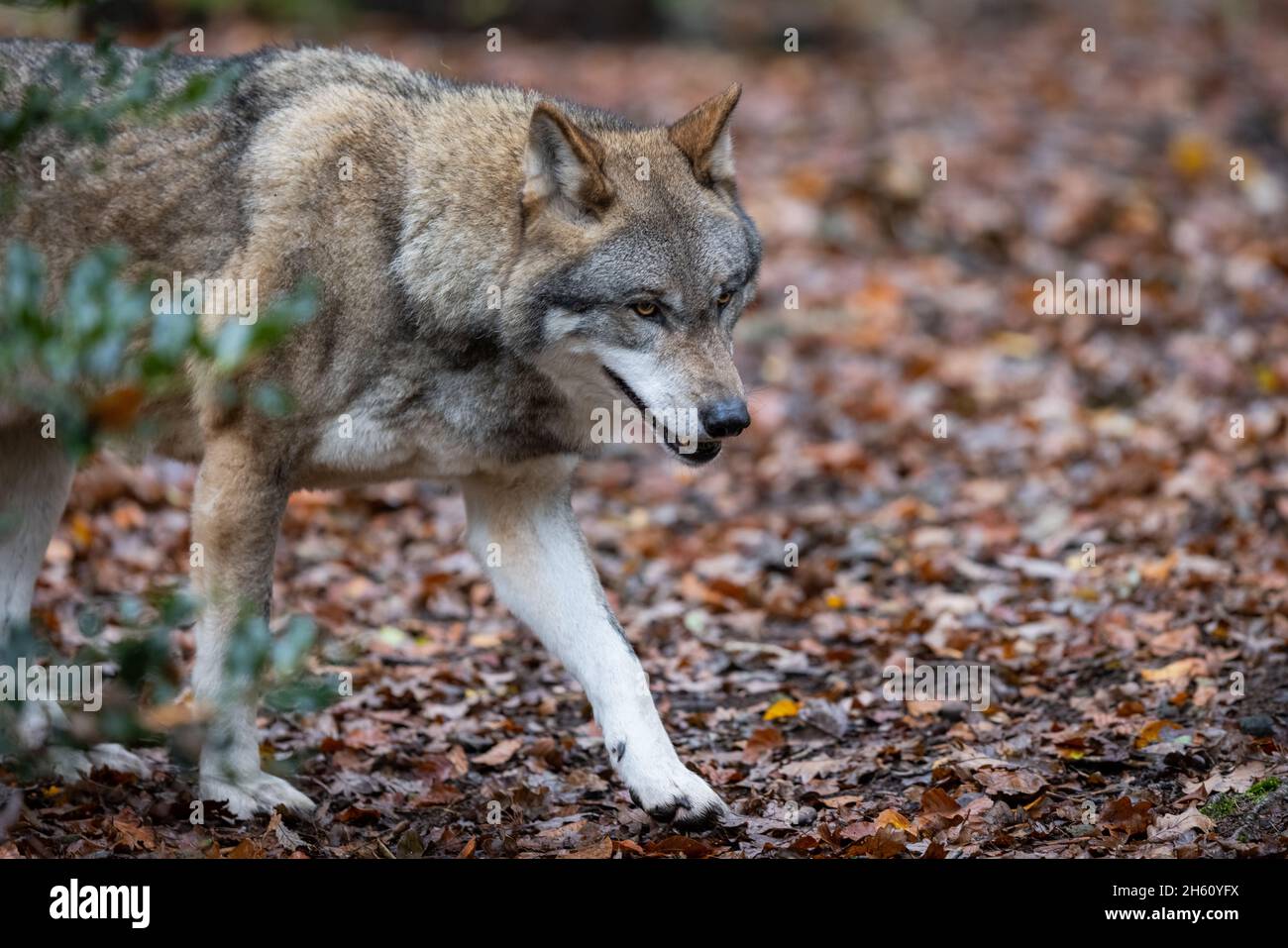 Portrait of a gray wolf in the forest Stock Photo - Alamy
