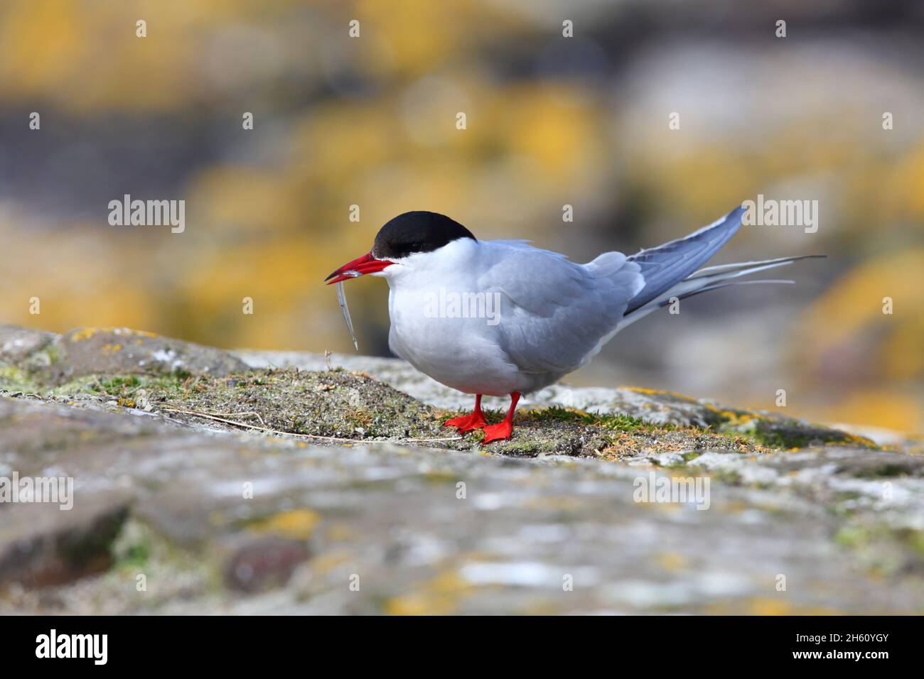 An adult Arctic Tern (Sterna paradisaea) in the breeding season ...