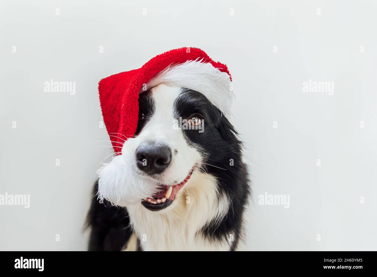 Funny portrait of cute smiling puppy dog border collie wearing ...