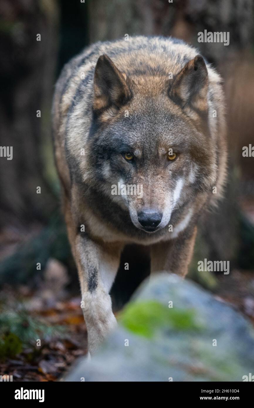 Portrait of a gray wolf in the forest Stock Photo - Alamy